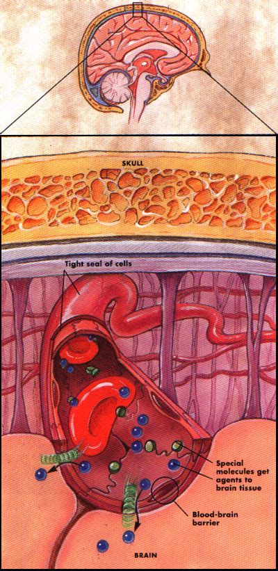 Sciencenectar Blood Brain Barrier