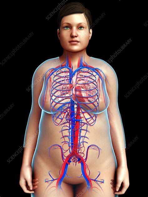 Female Circulatory System Illustration Stock Image F013 2971 Science Photo Library