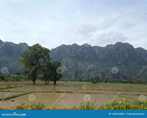 Rice Paddies At The Foot Of The Mountains Stock Image Image Of Hill