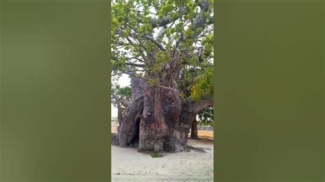 බයෝබැබ් ගස 🌳 Travel Nature Tree Delft Island Jaffna Beautiful Srilanka