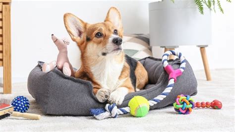 Adopter Un Chiot 10 Choses à Penser Avant Larrivée De Votre Animal
