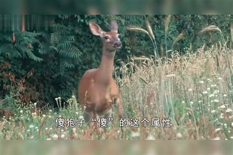 东北“第一神兽”，傻狍子到底有多傻？为啥蠢到这份上都没灭绝？