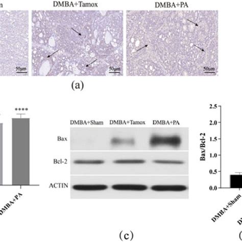 Effect Of Pa On Apoptosis Related Proteins Caspase 3 Bcl 2 Bax And