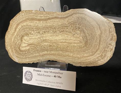 Collection And Database Microbialites Community Website