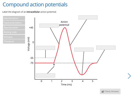 Solved Compound Action Potentials Label The Diagram Of An