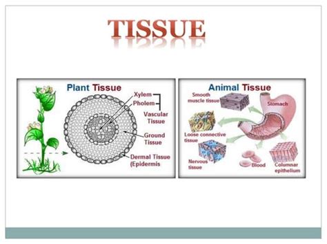 Tissues Class 9th Notes Pdf