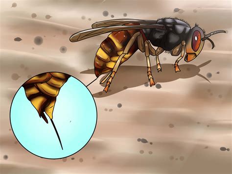 How To Identify A Hornet Steps With Pictures WikiHow