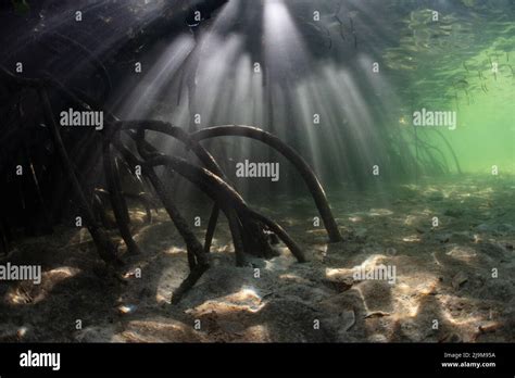 Specialized Mangrove Roots Grow Along The Shallow Coast Of A Remote