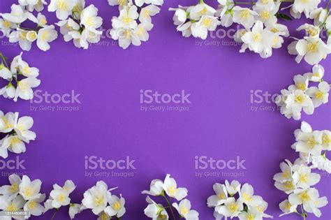 여름 또는 봄 배경 보라색 배경에 흰색 재스민 꽃 맨 위 보기입니다 공간을 복사합니다 0명에 대한 스톡 사진 및 기타 이미지