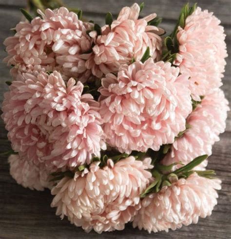 Tower Chamois Aster 50 Seeds As1102 Etsy