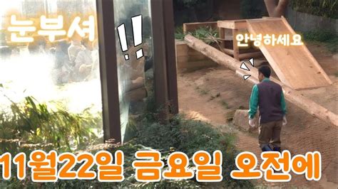 에버랜드 판다월드 💫오늘도 평화로운 바오패밀리들 좋은하루 보내세요 감사합니다 😗☺️😚😙 Youtube