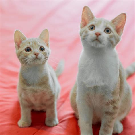 Can Cats Mate With Their Siblings Unraveling The Truth About Feline