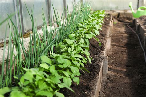 신선한 야채 양파와 무는 정원의 온실에서 자랍니다 유기 원예의 개념 Performing Arts Event에 대한 스톡 사진 및 기타 이미지 Performing Arts