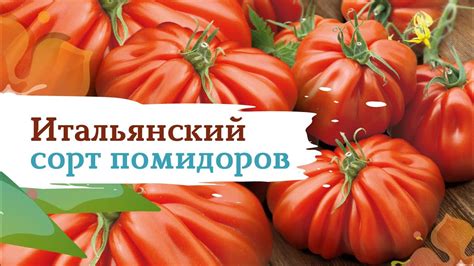 Томат Альбенги. Да здравствует Король! - YouTube