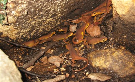 The Resilient Coast Range Newt Adapted For Fire And Survival Western