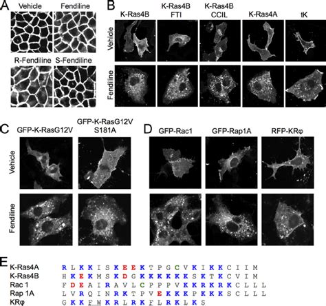Fendiline Targets Ras Proteins With Polybasic Domains A Mdck Cells