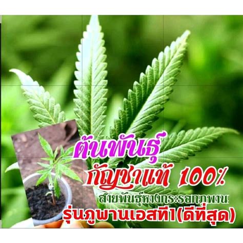 ‼️กัญชาแท้100 ‼️ต้น พันธุ์ หางกรอกภพานเอสที1‼️คัดจากเมล็ดพันธุ์เพศเมีย