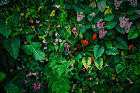 暗い背景に熱帯緑の葉自然林植物コンセプト 創造性のストックフォトや画像を多数ご用意 創造性 雨林 モルディブ Istock
