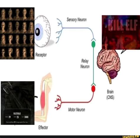 Sensory Neuron Relay Neuron Brain Cns Motor Neuron Effector Ifunny