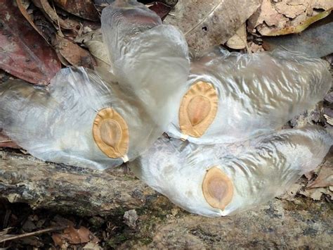 Javan Cucumber Seeds Alsomitra Macrocarpa Cucumber Seeds Milkweed