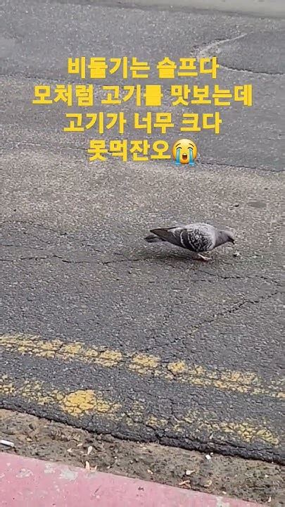 비둘이는고기덩어리와한판승부🤣너무큰고기덩어리😭 Youtube