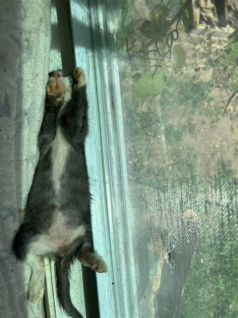 Foster Kitten Catten Belly R Catbellies