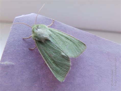 Photo 26310 Calamia Tridens