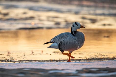Anser Indicus Stock Image Image Of Vistula Light Anserindicus 210732207