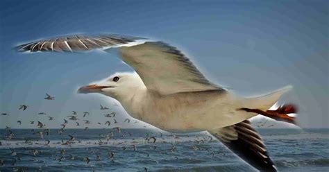 Navigation Of Migratory Birds Do Birds Have Own Built In Gps