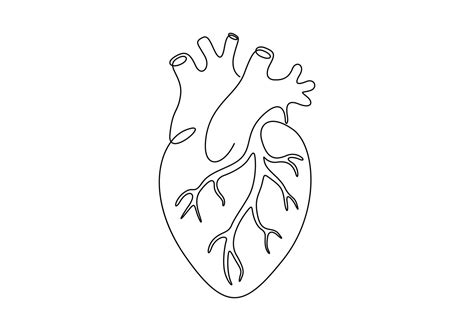 Continuous Line Of Human Heart Anatomical Heart Outline Graphic