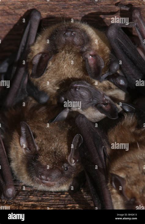 La Grande Chauve Souris Brune Colonie De Maternité Bébés Barn En Ohio