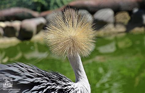 ჩვენ გვიყვარს თბილისის ზოოპარკის ადმინი აი ეს გაბუებული ბუსუსა ვინმე ყველაზე მეტად მომწონს