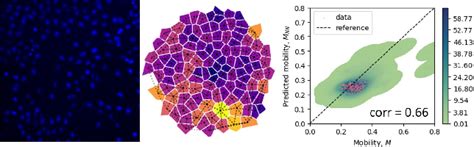 Figure 3 From Learning Dynamics From Multicellular Graphs With Deep Neural Networks Semantic