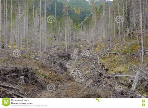 Sick Trees Stock Image Image Of Wood Climate Destruction 73611857