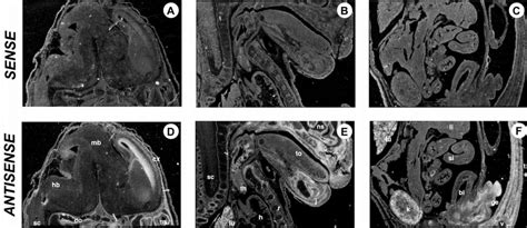 In Situ Hybridization Analysis Of Norpeg Mrna Expression In 155 Day