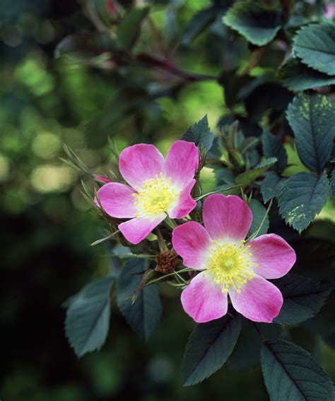 Best Hedging Plants 12 Choices For Creating Green Garden Boundaries Gardeningetc