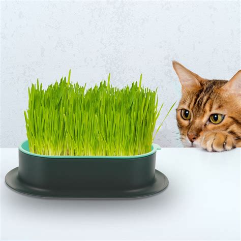 Renaclipy Indoor Cat Grass Planter Dark Green Catnip Cultivation 1pack