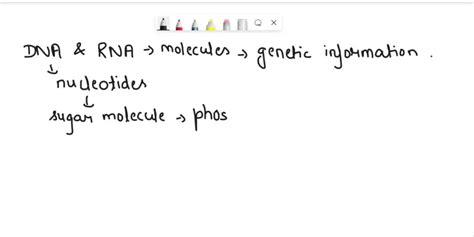 Solved Dna And Rna Are Examples Of What A Nucleic Acids B Lipids C