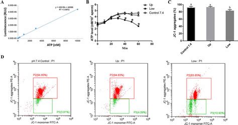 Sperm ATP Content And Mitochondrial Activity A ATP Standard Curve Download Scientific