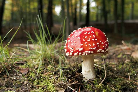 Bioindicator Species Types And Examples