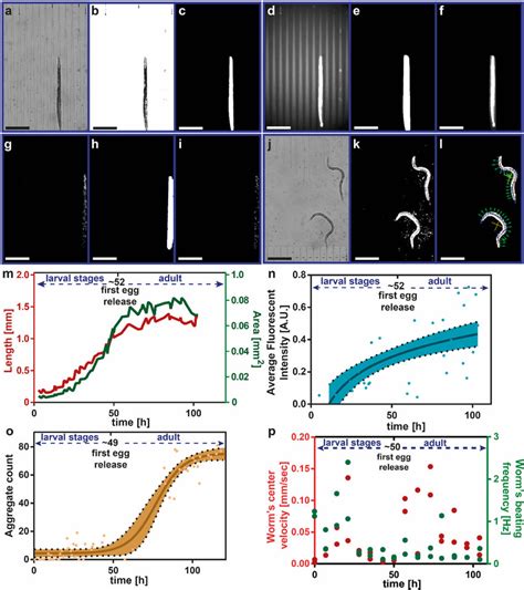 Automated Image And Video Analysis For Extraction Of Worm Phenotypes Download Scientific