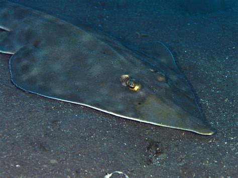 サカタザメ Izuzuki海の生き物大図鑑 笑