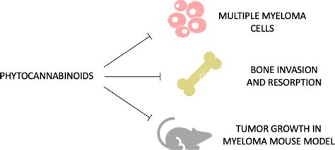 Massimo Nabissi On Linkedin Research Article Anticancer Effect Of Minor Phytocannabinoids In…