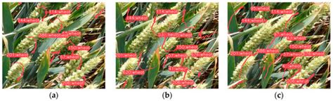 Research On The Method Of Counting Wheat Ears Via Video Based On