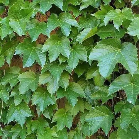 Thick Green Parthenocissus Tricuspidata Seeds Climbing Vine Seeds