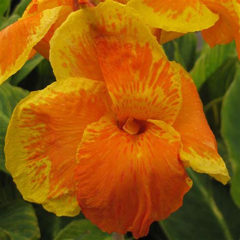 Buy Canna Tropicanna Gold J Parker Dutch Bulbs