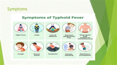 Pathophysiology Of Typhoid Fever And The Works Pptx