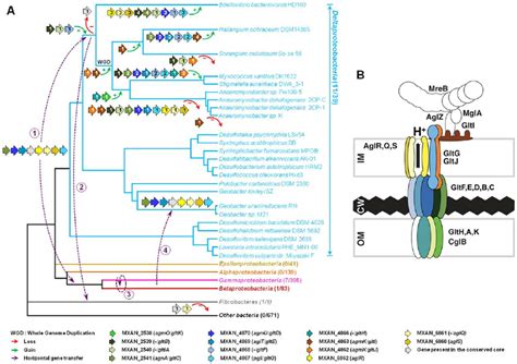 Evolution And Structure Of The Myxococcus Gliding Motility Machinery Download Scientific