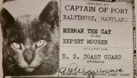 The Story Of Herman The Cat Who Became An Official Member Of The Us