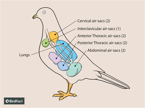 Bird Respiratory System